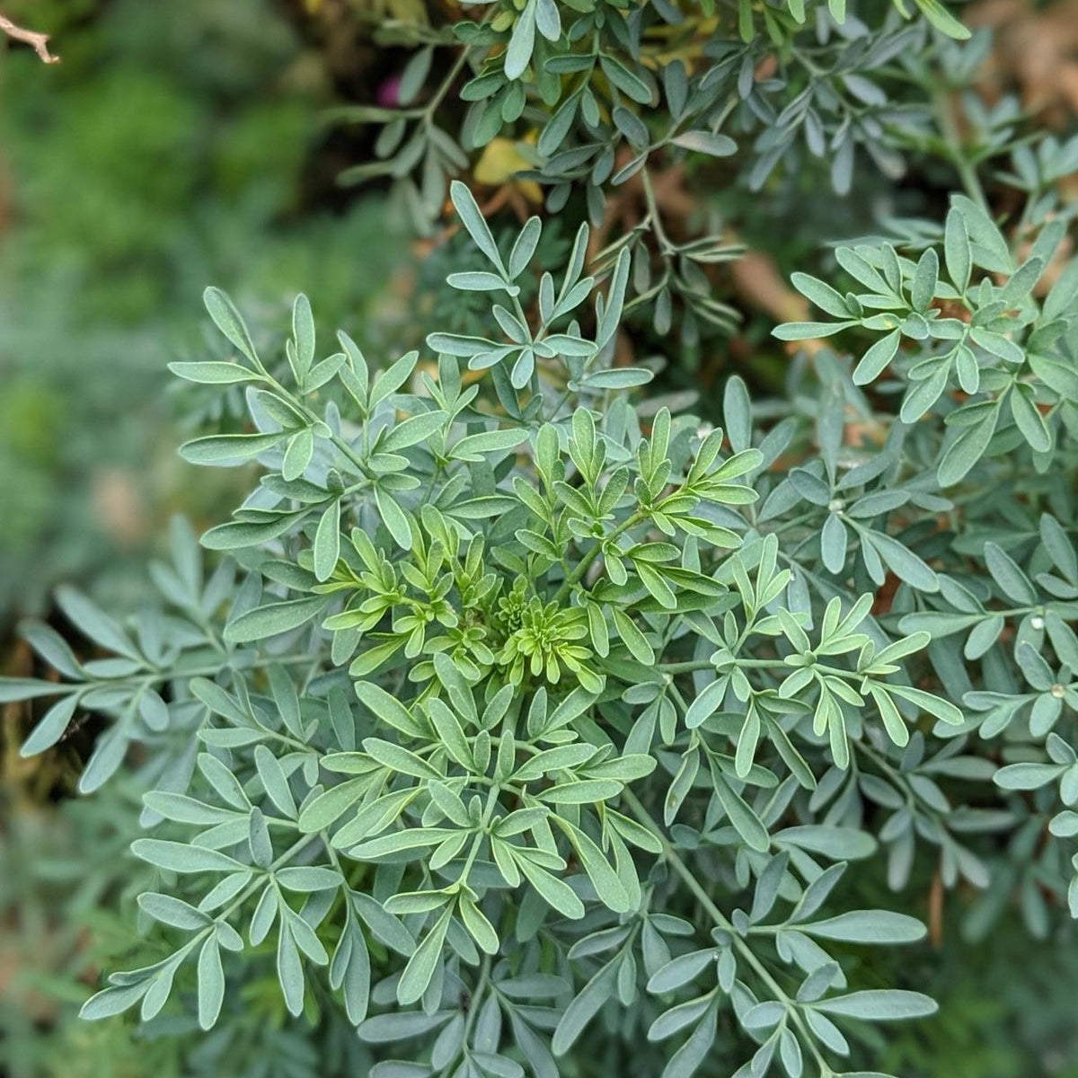 Tena'Adam (ጨና ኣዳም) | Altohabesha